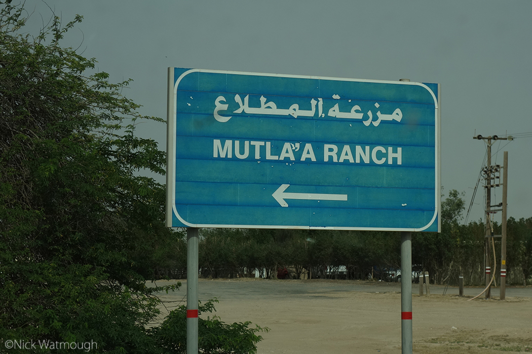 Not Just Bird Migration