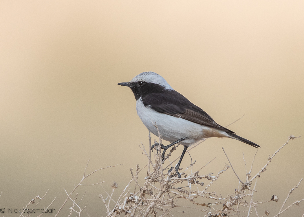 Uvda Valley Wheatears and a lifer