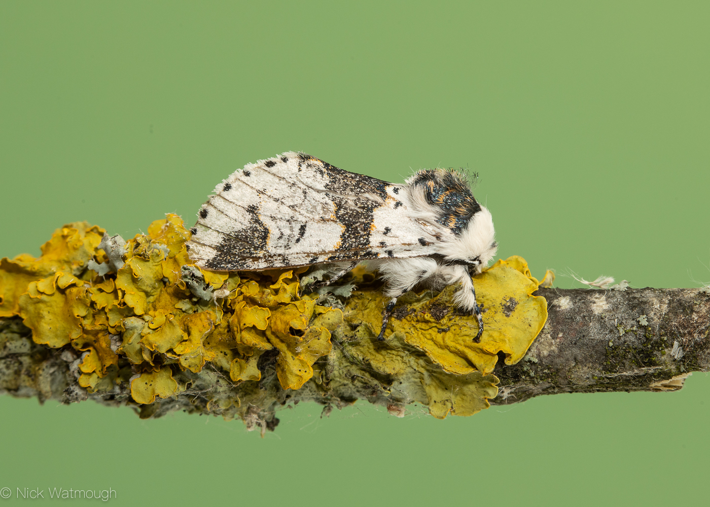 The Biggest Week for Moths - Midsummer garden moth-trapping