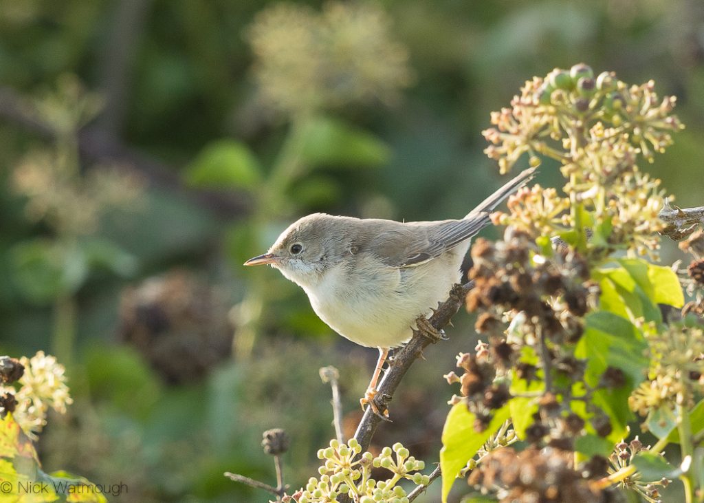 Content with Western Subalpine Warbler?
